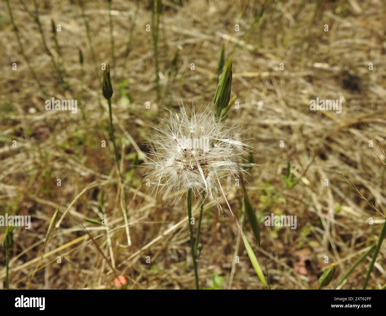 Smooth Cat's Ear (Hypochaeris glabra) Plantae Stock Photo - Alamy