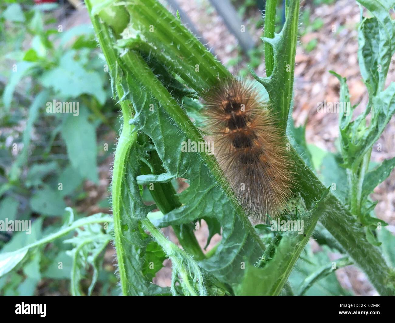Salt Marsh Moth (Estigmene acrea) Insecta Stock Photo - Alamy