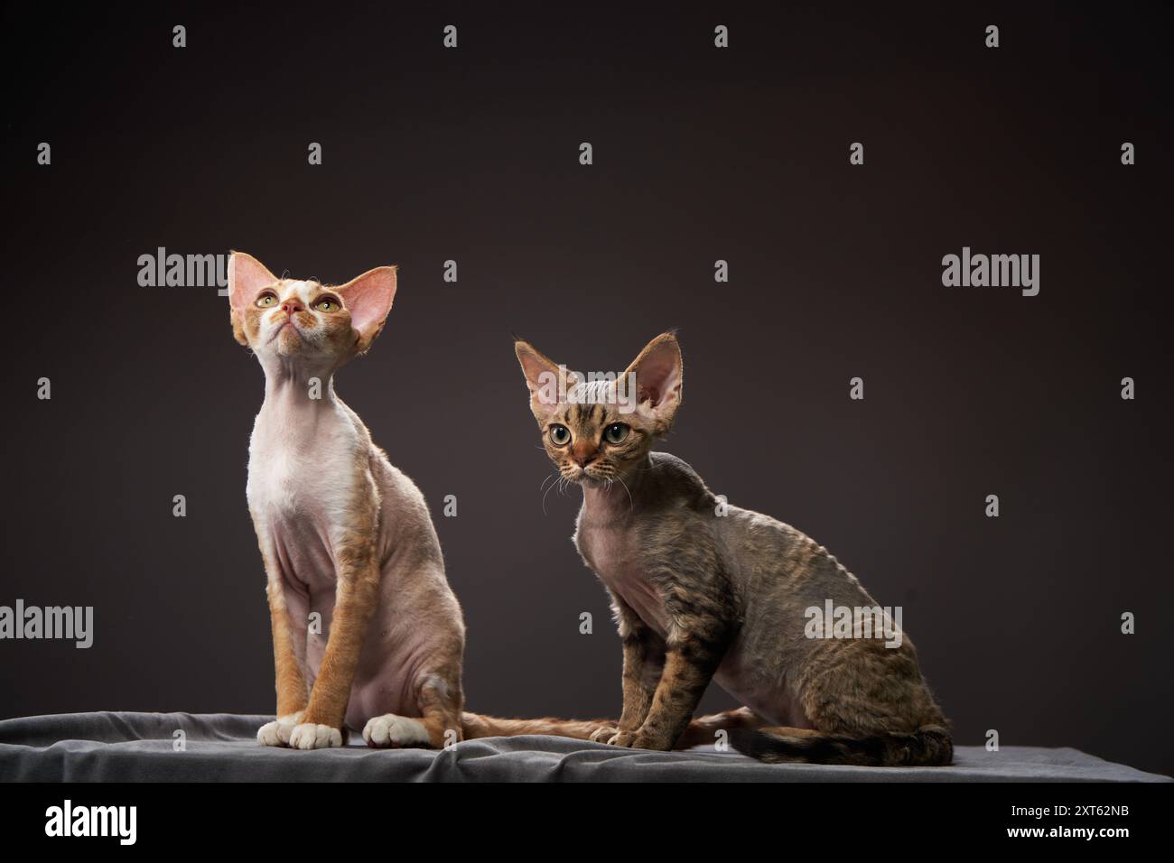Two Devon Rex cats sit together, their thin frames and oversized ears ...