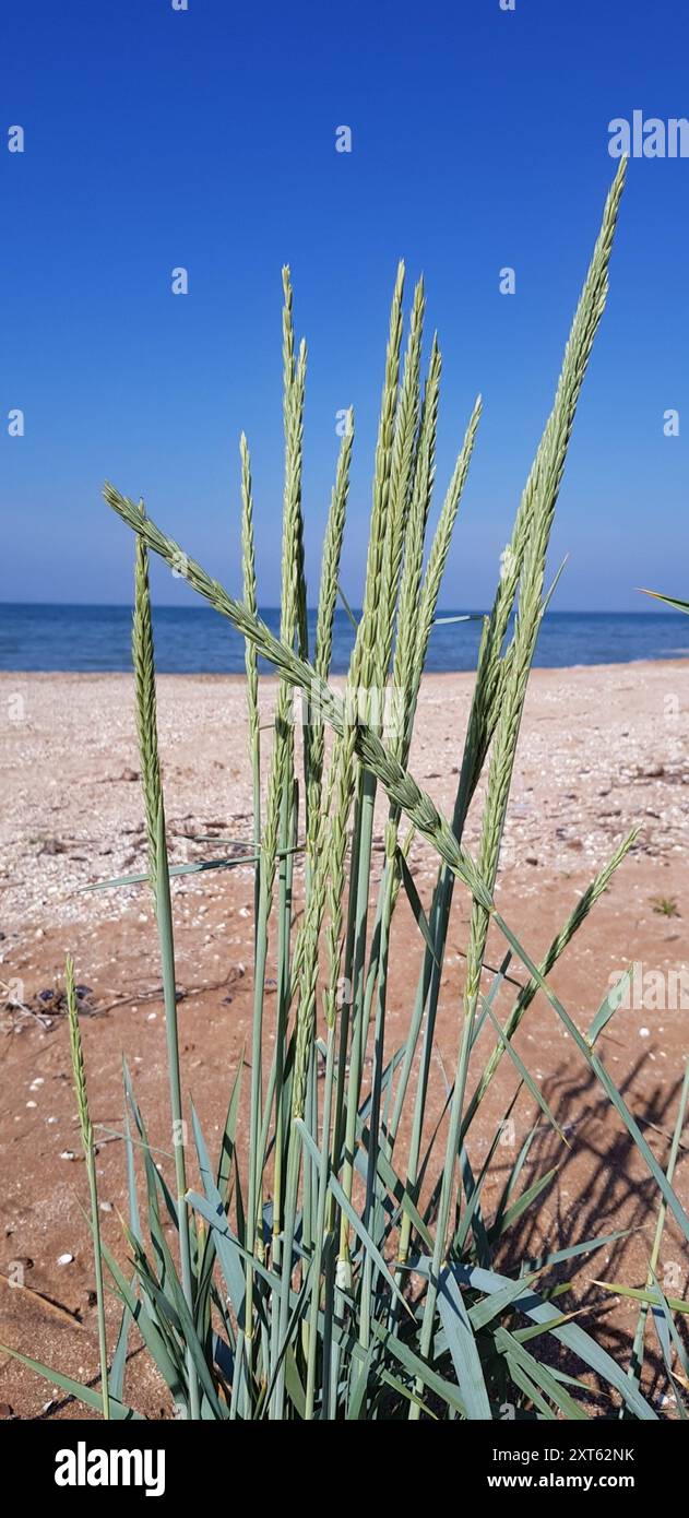Siberian Lyme Grass (Leymus racemosus) Plantae Stock Photo - Alamy
