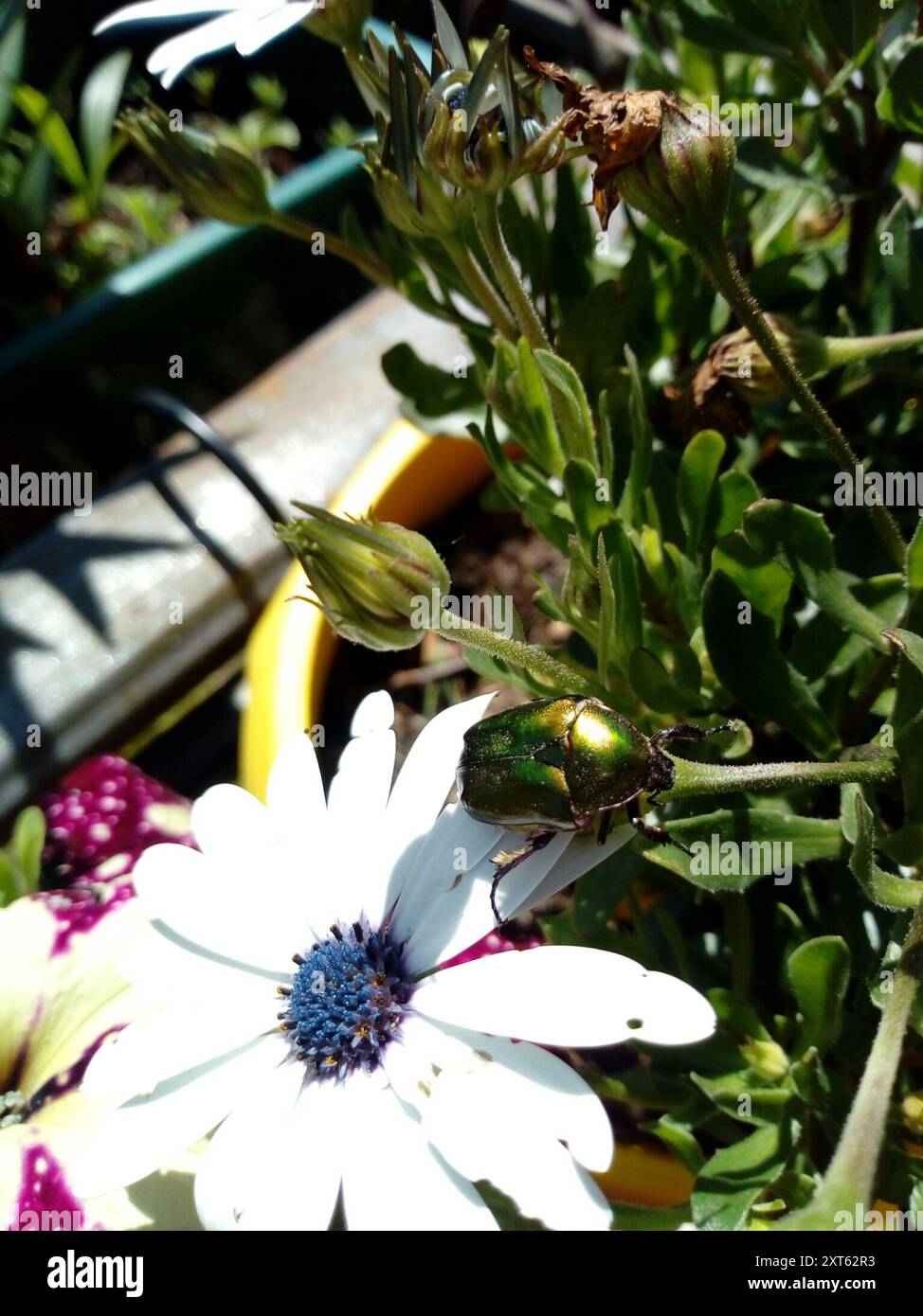 Copper Chafer (Protaetia cuprea) Insecta Stock Photo - Alamy