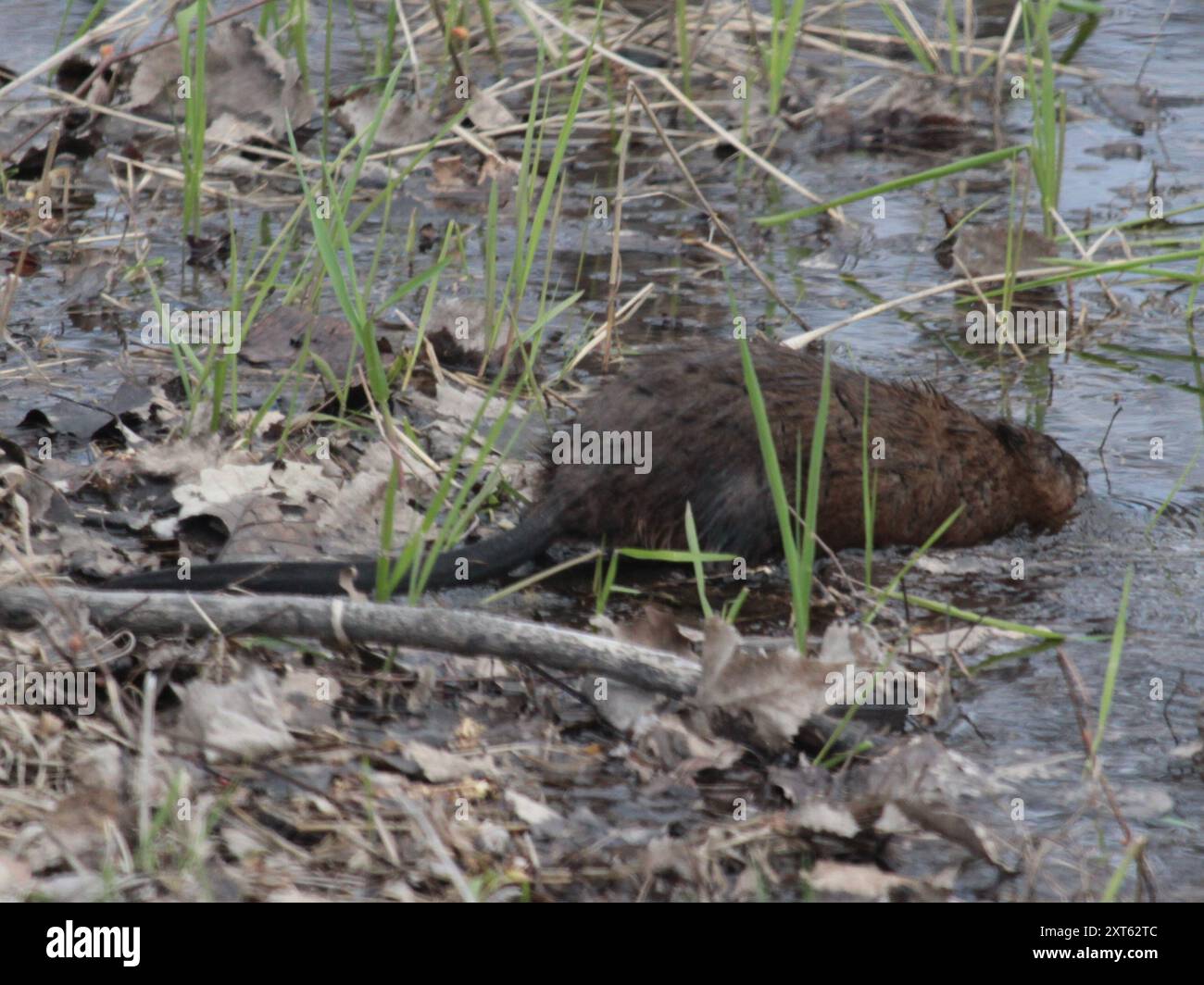 Muskrat (Ondatra zibethicus) Mammalia Stock Photo - Alamy