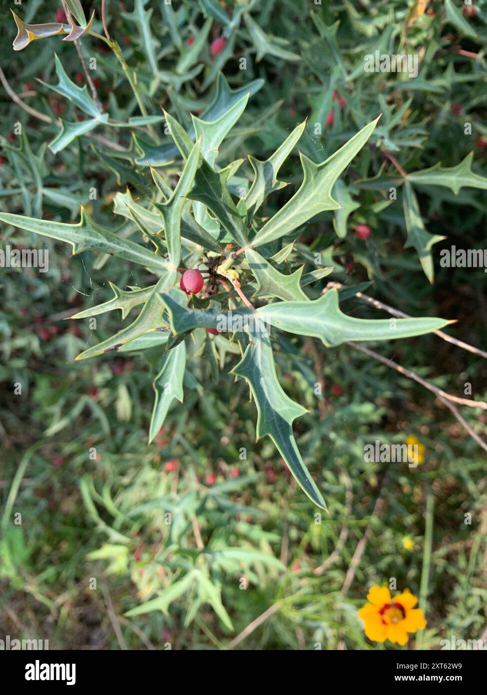 Agarita (Berberis trifoliolata) Plantae Stock Photo - Alamy