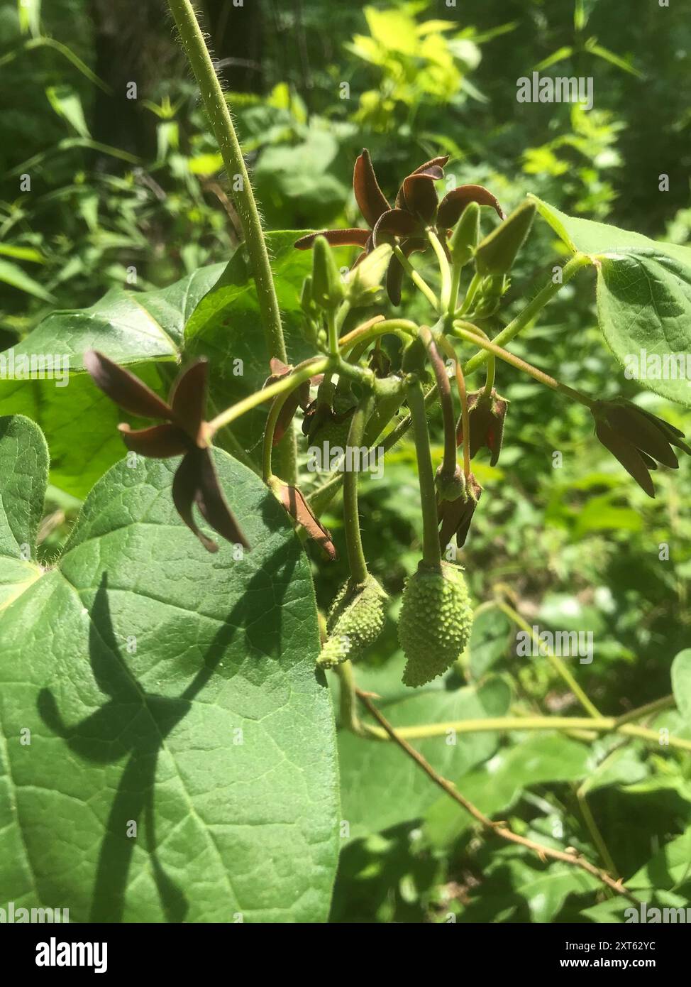 Carolina climbing-milkweed (Matelea carolinensis) Plantae Stock Photo ...