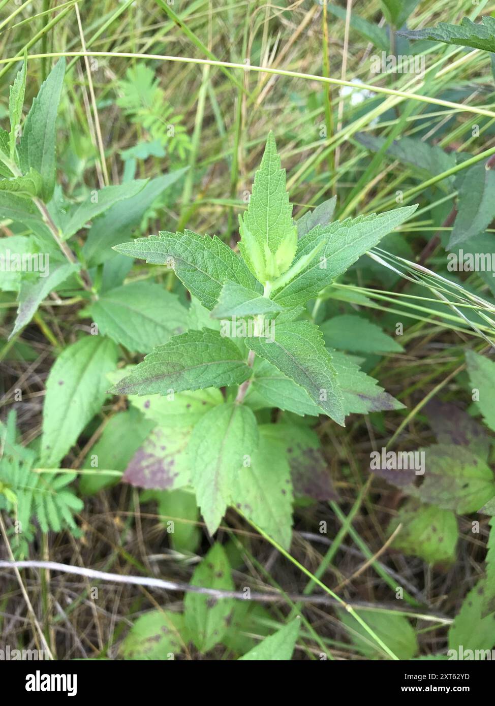 False Boneset (Brickellia eupatorioides) Plantae Stock Photo - Alamy