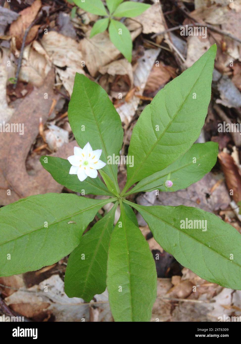 northern starflower (Lysimachia borealis) Plantae Stock Photo - Alamy