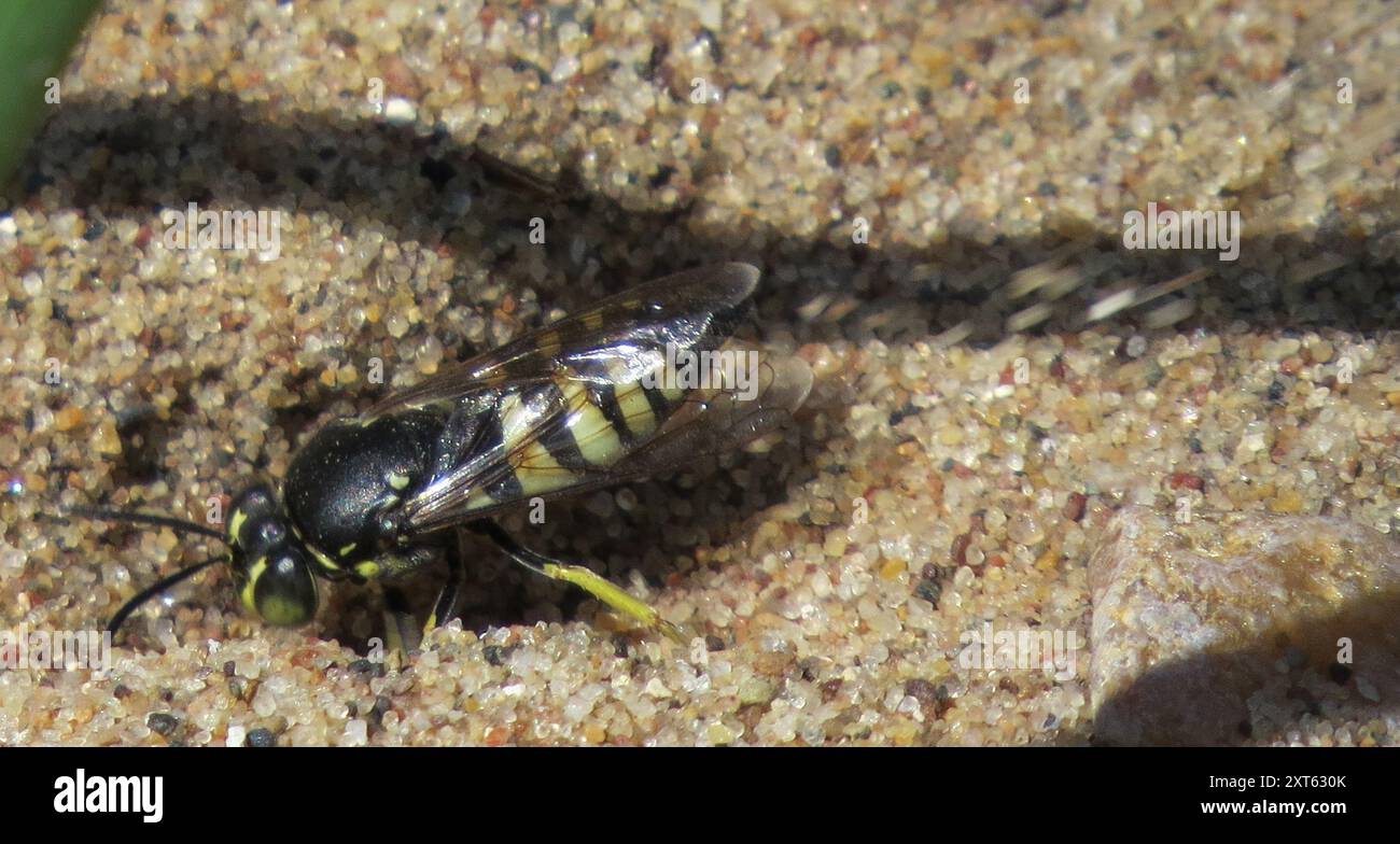 Four-banded Stink Bug Wasp (Bicyrtes quadrifasciatus) Insecta Stock ...