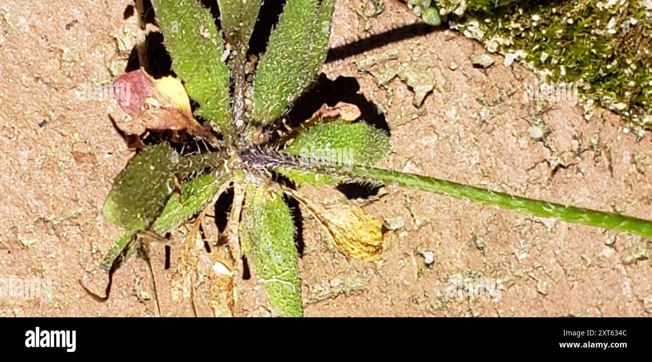 mouse-ear cress (Arabidopsis thaliana) Plantae Stock Photo - Alamy