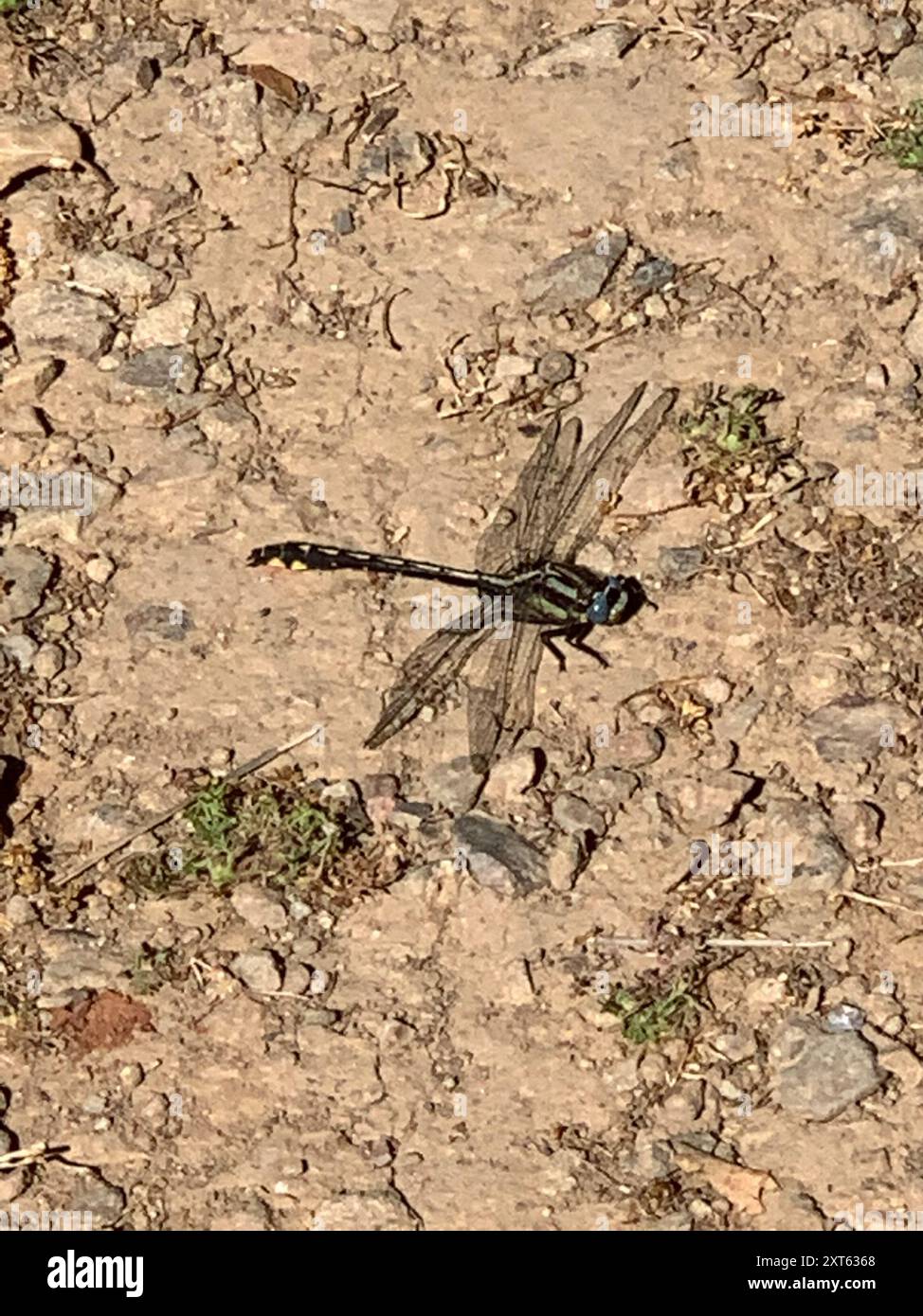 Pacific Clubtail (Phanogomphus kurilis) Insecta Stock Photo - Alamy