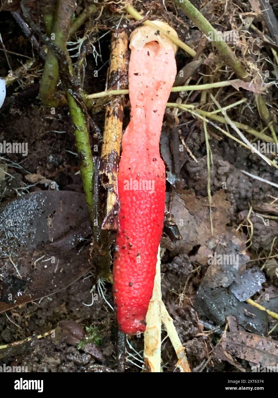 devil's dipstick (Mutinus elegans) Fungi Stock Photo - Alamy