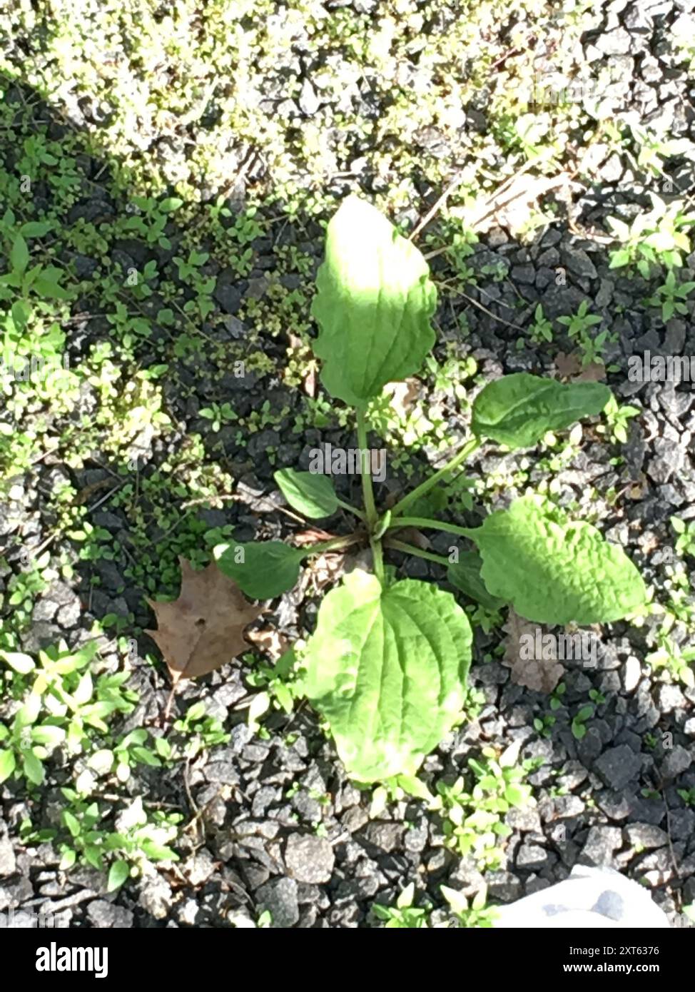 American plantain (Plantago rugelii) Plantae Stock Photo - Alamy