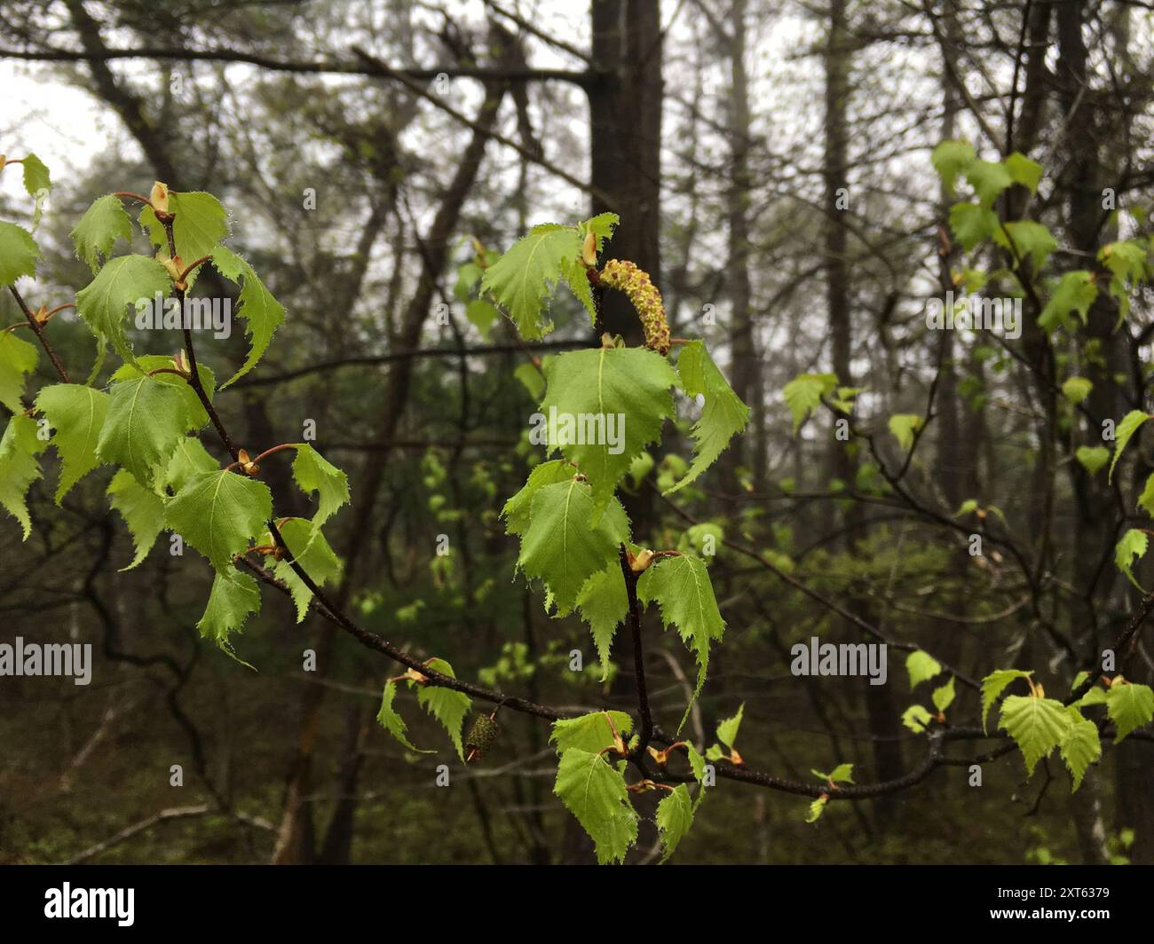 gray birch (Betula populifolia) Plantae Stock Photo - Alamy