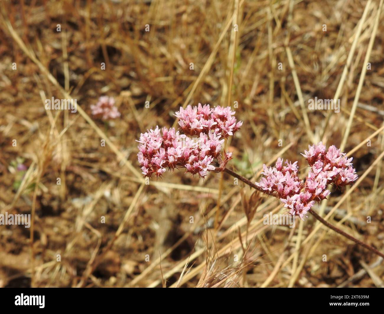 Turkish rugging (Chorizanthe staticoides) Plantae Stock Photo - Alamy