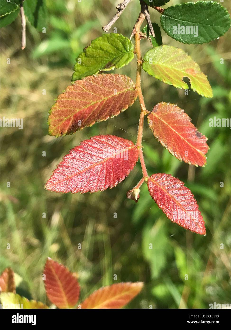 Cedar Elm (Ulmus crassifolia) Plantae Stock Photo - Alamy