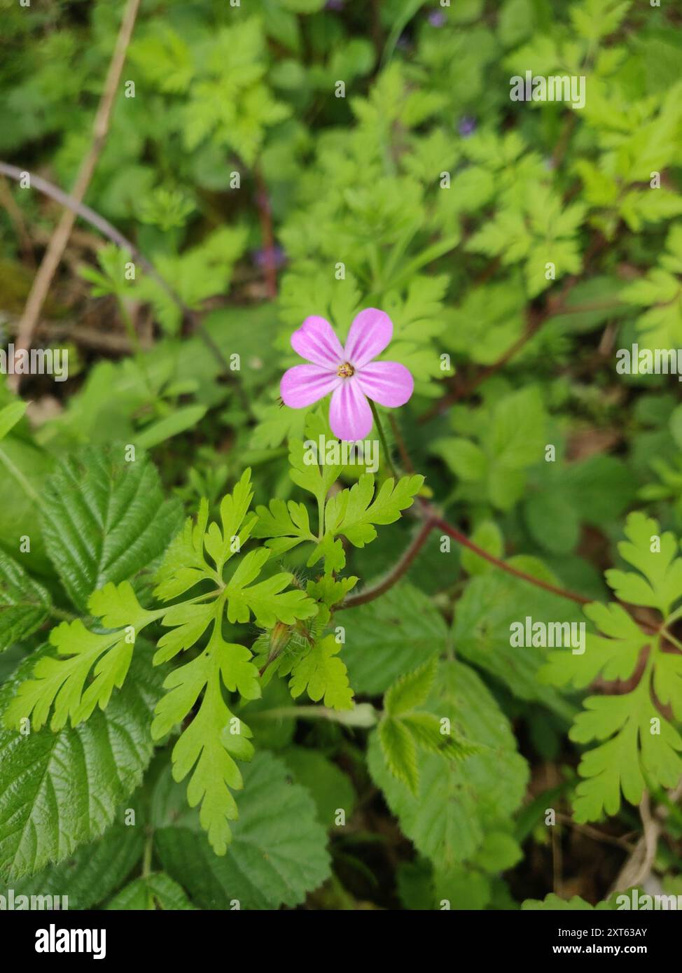 Herb Robert (Geranium robertianum) Plantae Stock Photo - Alamy