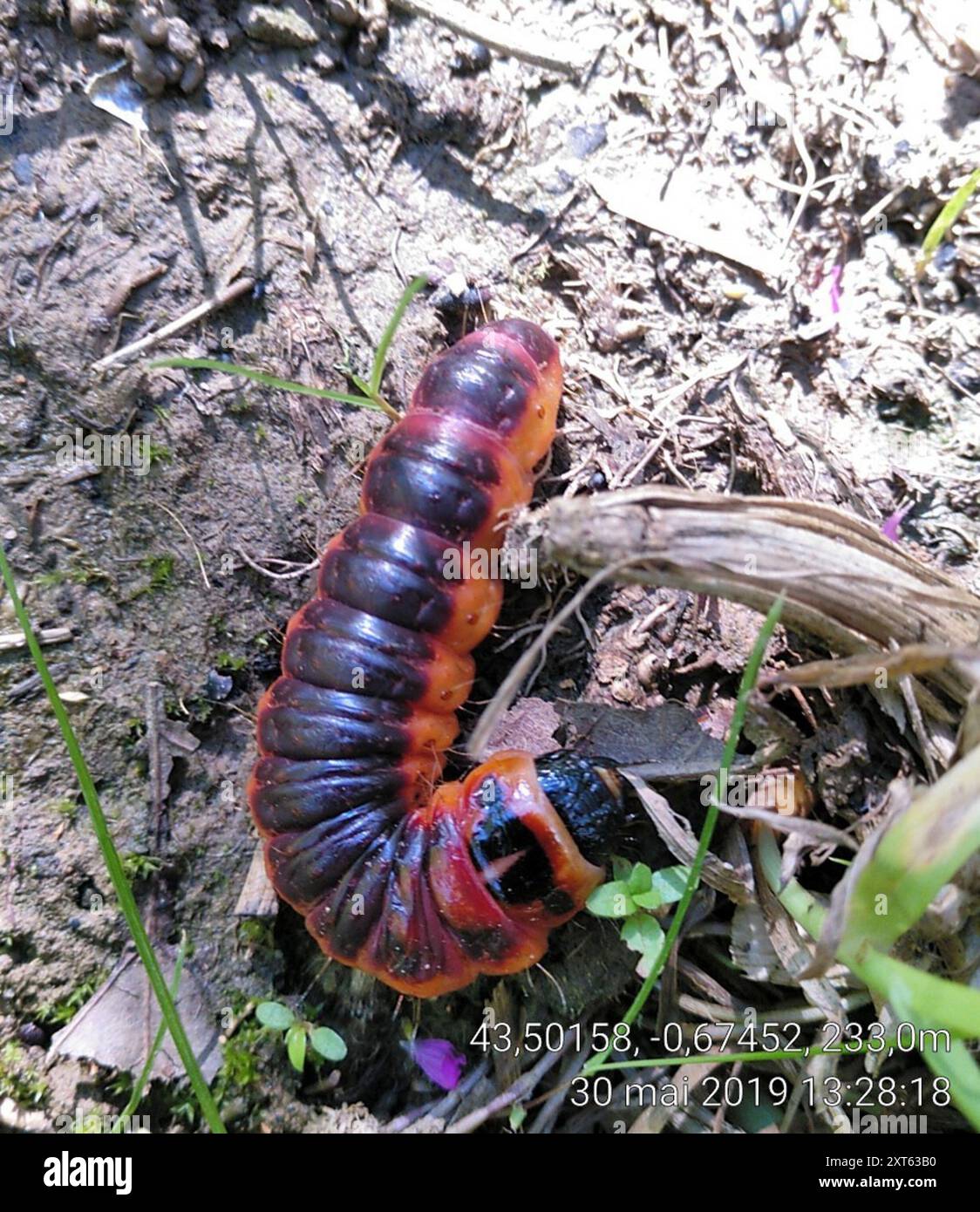 Goat Moth (Cossus cossus) Insecta Stock Photo - Alamy
