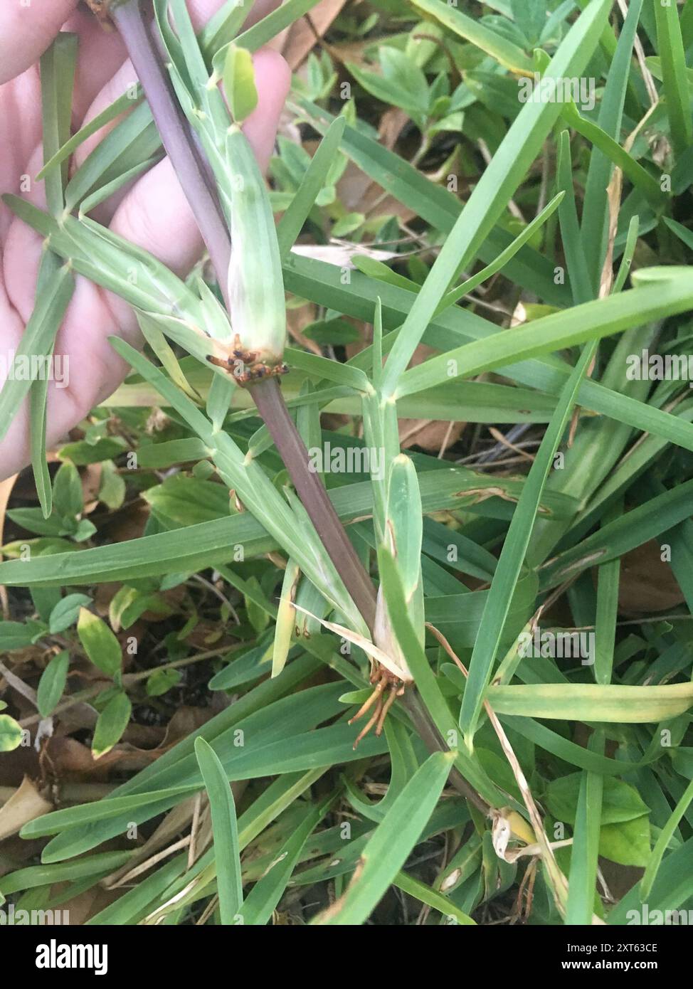 Saint Augustine grass (Stenotaphrum secundatum) Plantae Stock Photo - Alamy