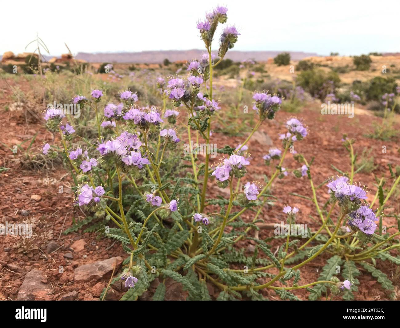 Scorpionweeds (Phacelia) Plantae Stock Photo - Alamy