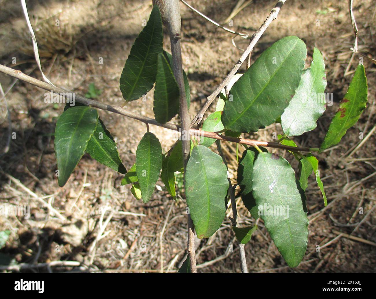 tamboti (Spirostachys africana) Plantae Stock Photo - Alamy