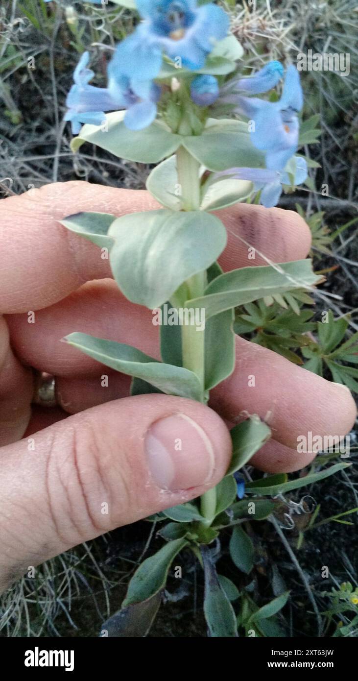 Wax-leaf Beardtongue (Penstemon nitidus) Plantae Stock Photo - Alamy