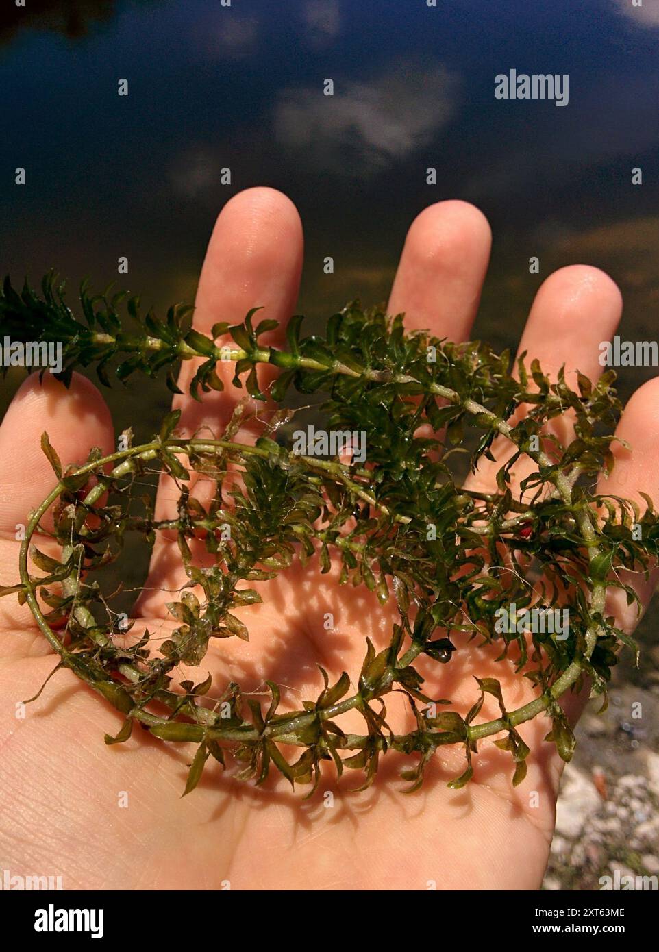Hydrilla (Hydrilla verticillata) Plantae Stock Photo - Alamy