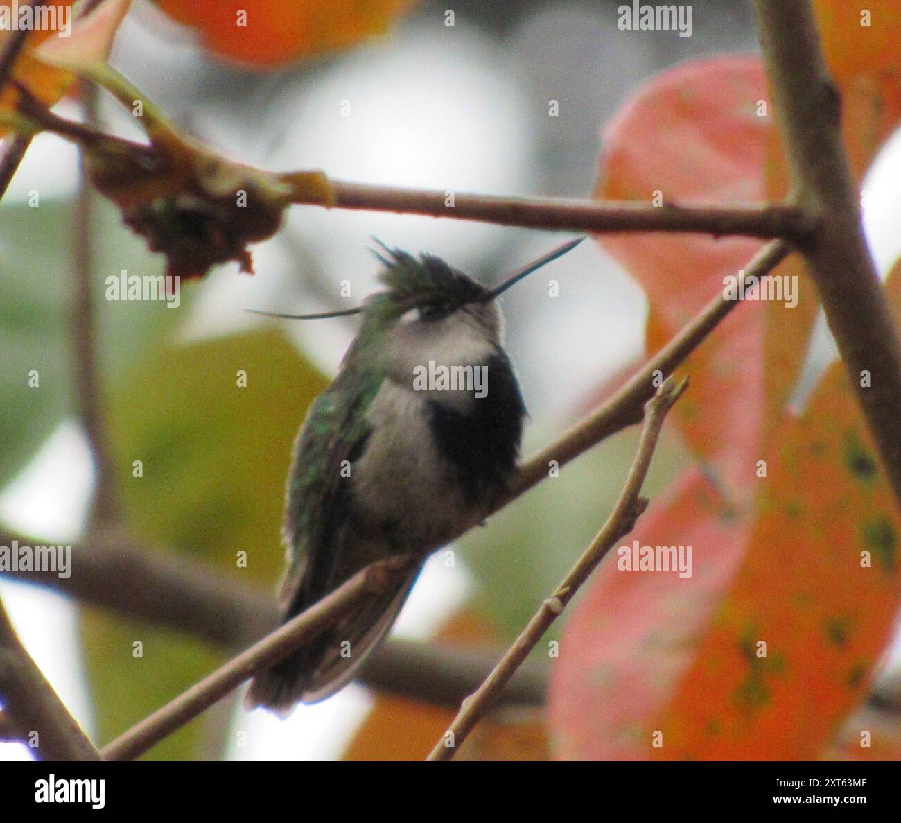 Purple-crowned Plovercrest (Stephanoxis loddigesii) Aves Stock Photo ...