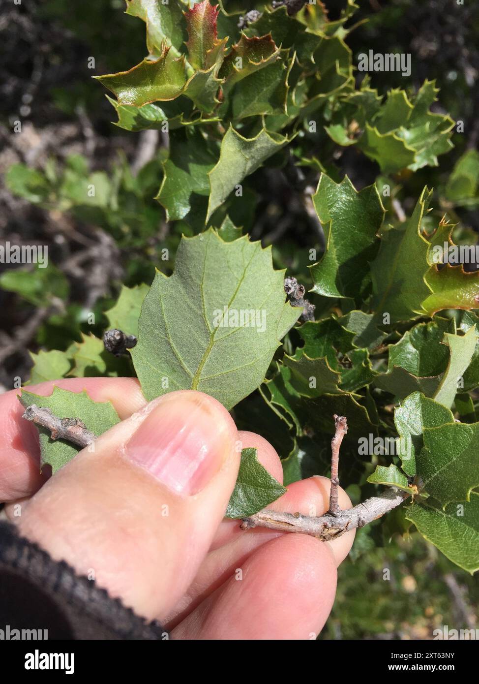Torrey's Hybrid Oak (Quercus × acutidens) Plantae Stock Photo - Alamy