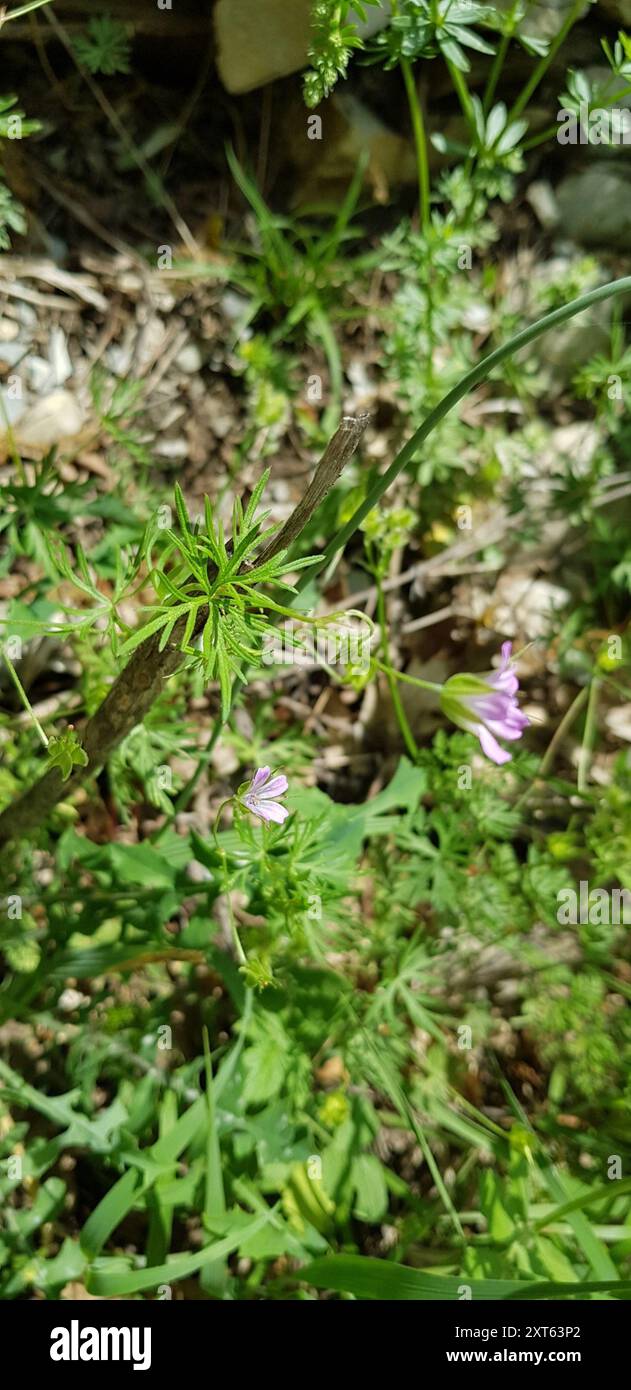 Long-stalked Crane's-bill (Geranium columbinum) Plantae Stock Photo - Alamy