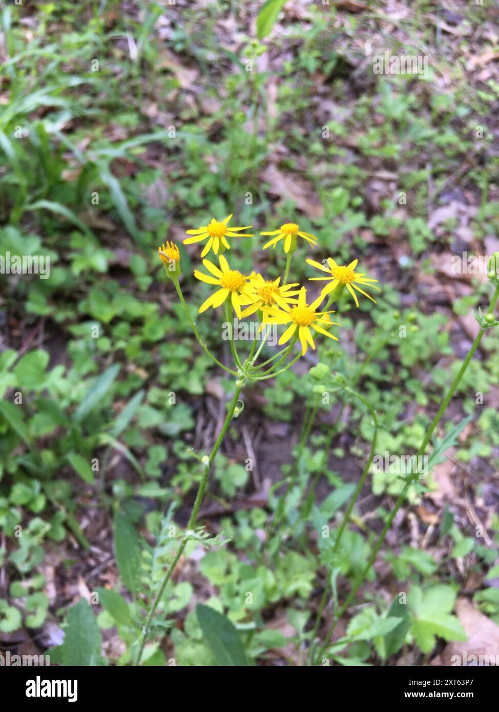 Small's ragwort (Packera anonyma) Plantae Stock Photo - Alamy