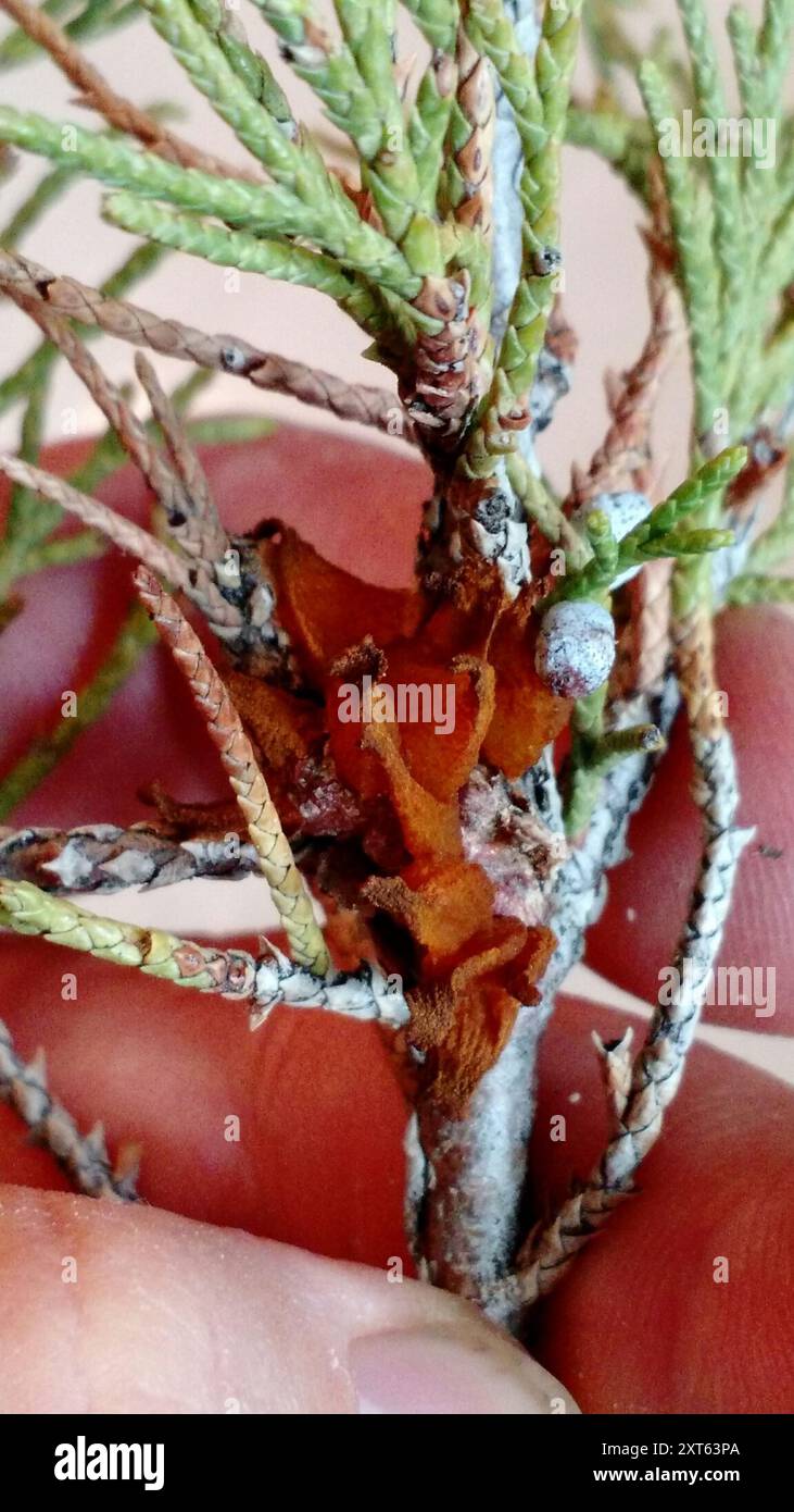 juniper-apple rust (Gymnosporangium juniperi-virginianae) Fungi Stock ...