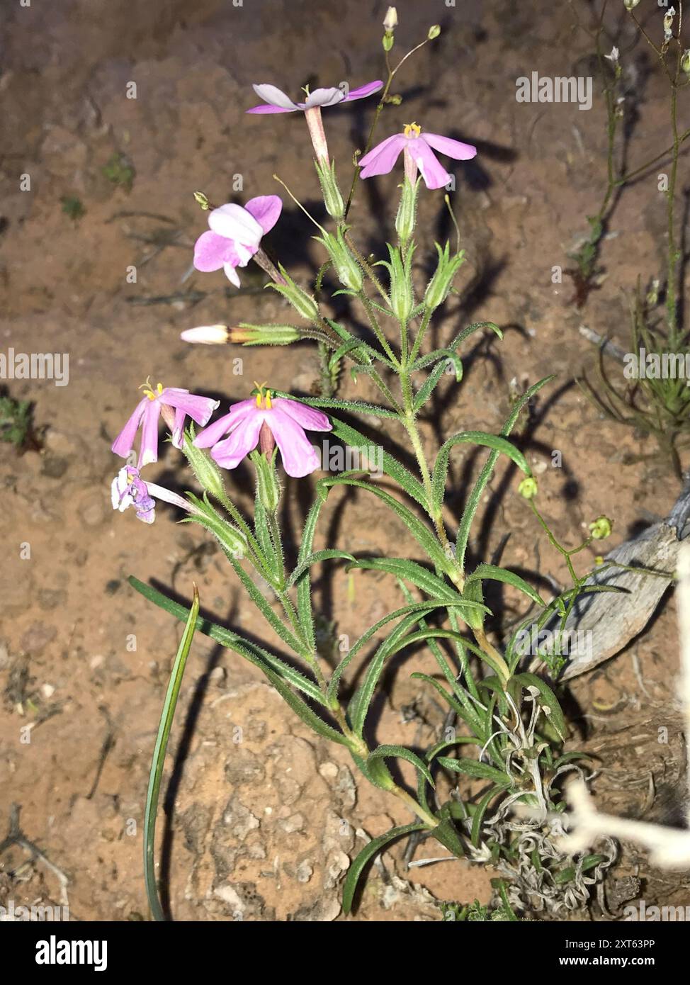 Longleaf Phlox (Phlox longifolia) Plantae Stock Photo - Alamy