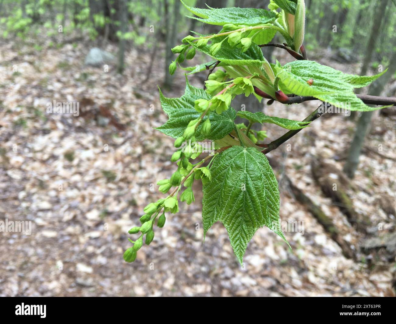 striped maple (Acer pensylvanicum) Plantae Stock Photo - Alamy