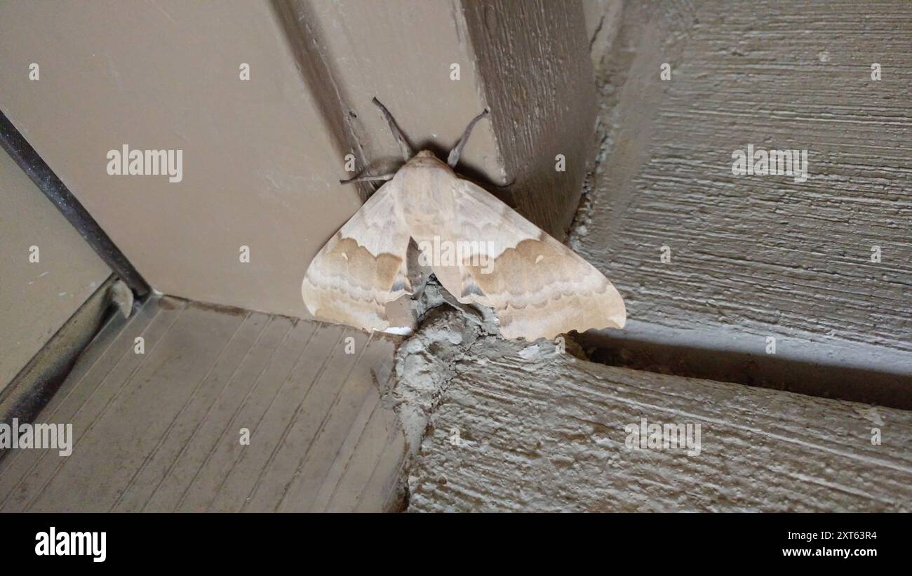 Western Poplar Sphinx (Pachysphinx occidentalis) Insecta Stock Photo ...