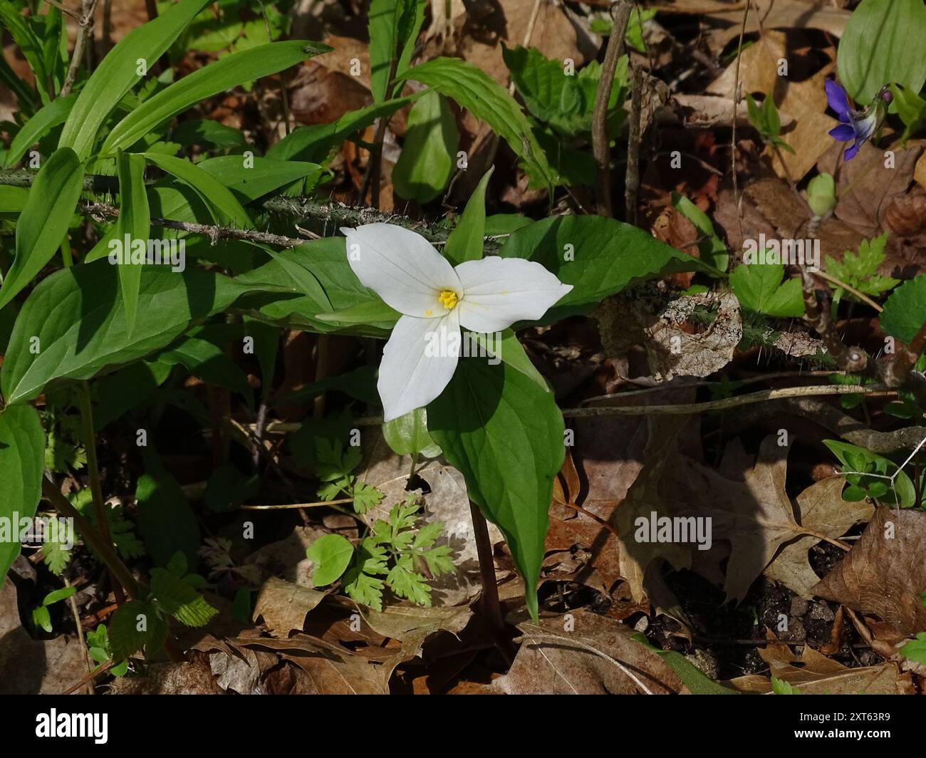 large white trillium (Trillium grandiflorum) Plantae Stock Photo - Alamy