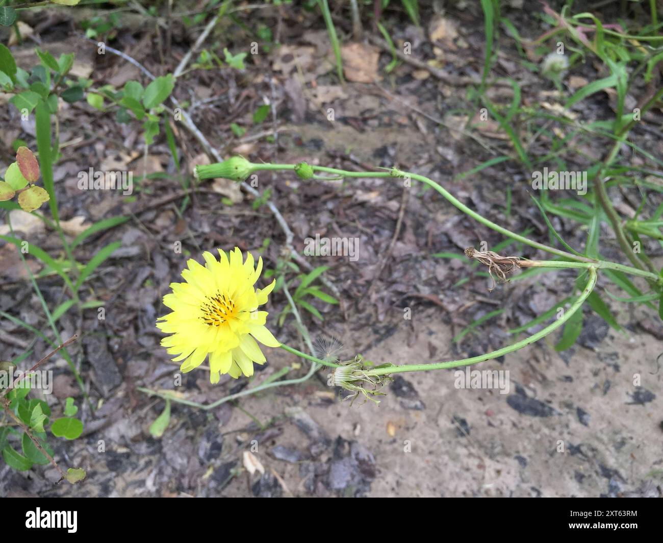 smallflower desert-chicory (Pyrrhopappus pauciflorus) Plantae Stock ...