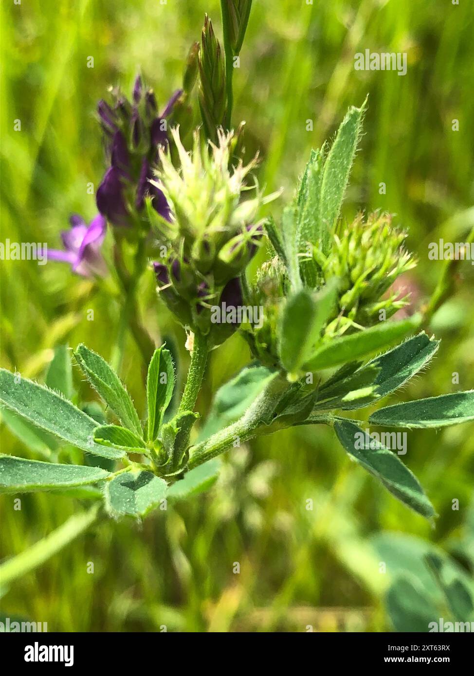 Alfalfa (Medicago sativa) Plantae Stock Photo - Alamy