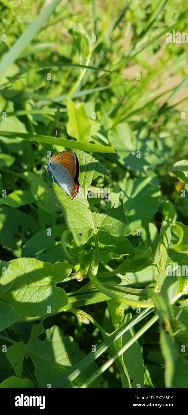 Large Copper (Lycaena dispar) Insecta Stock Photo - Alamy