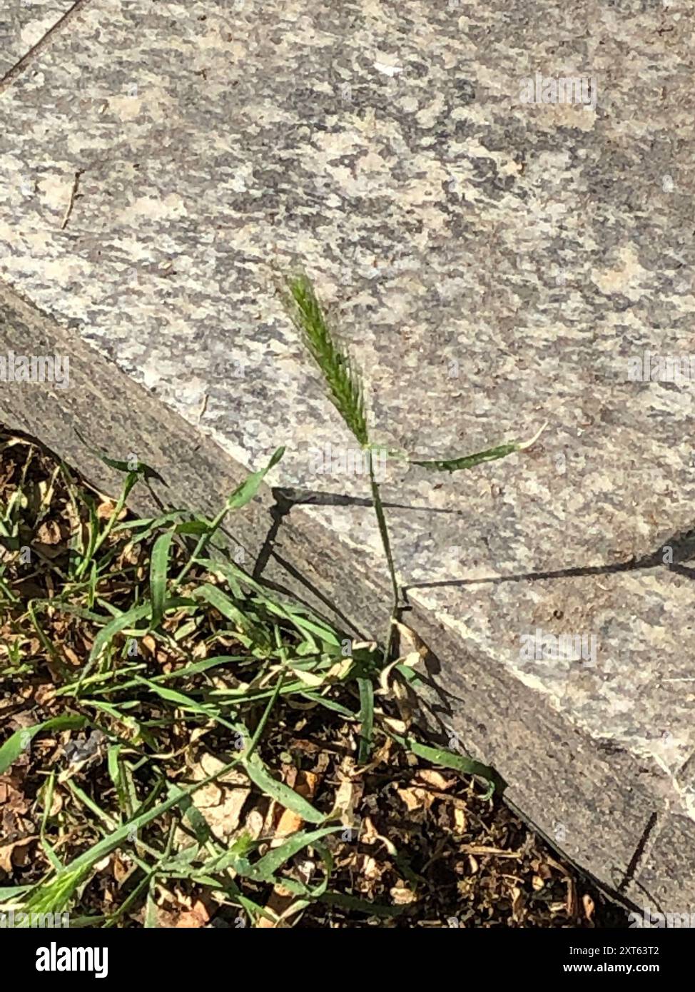 wall barley (Hordeum murinum) Plantae Stock Photo - Alamy