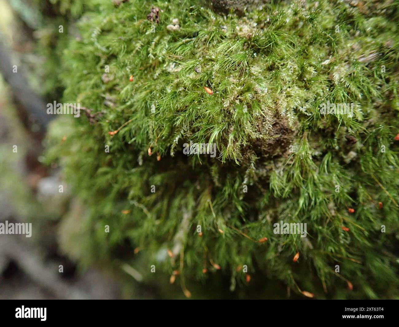Silky Forklet-moss (Dicranella heteromalla) Plantae Stock Photo - Alamy