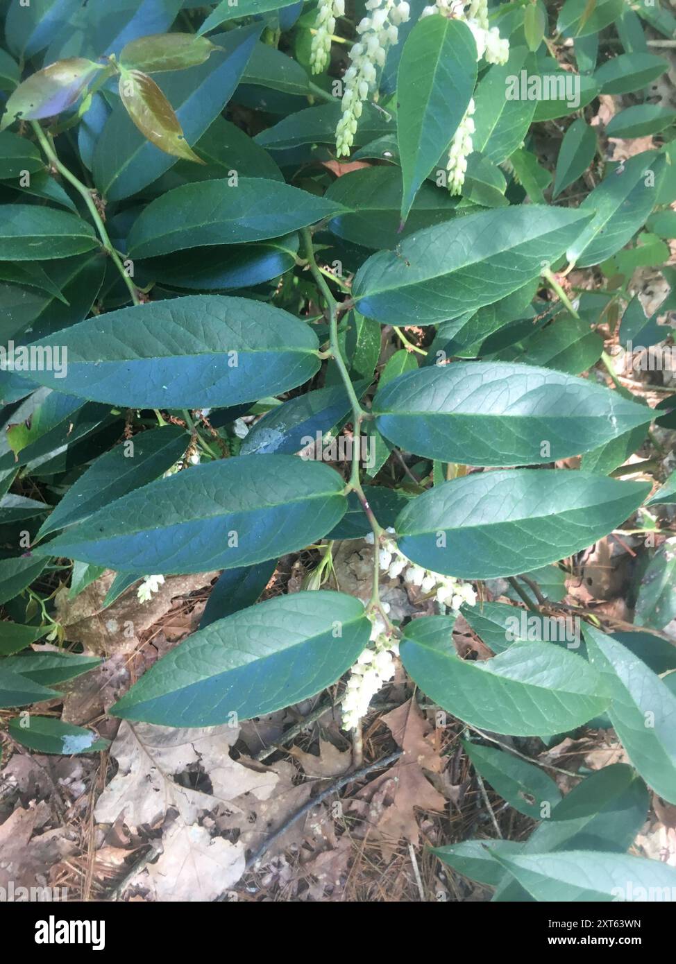 mountain doghobble (Leucothoe fontanesiana) Plantae Stock Photo - Alamy