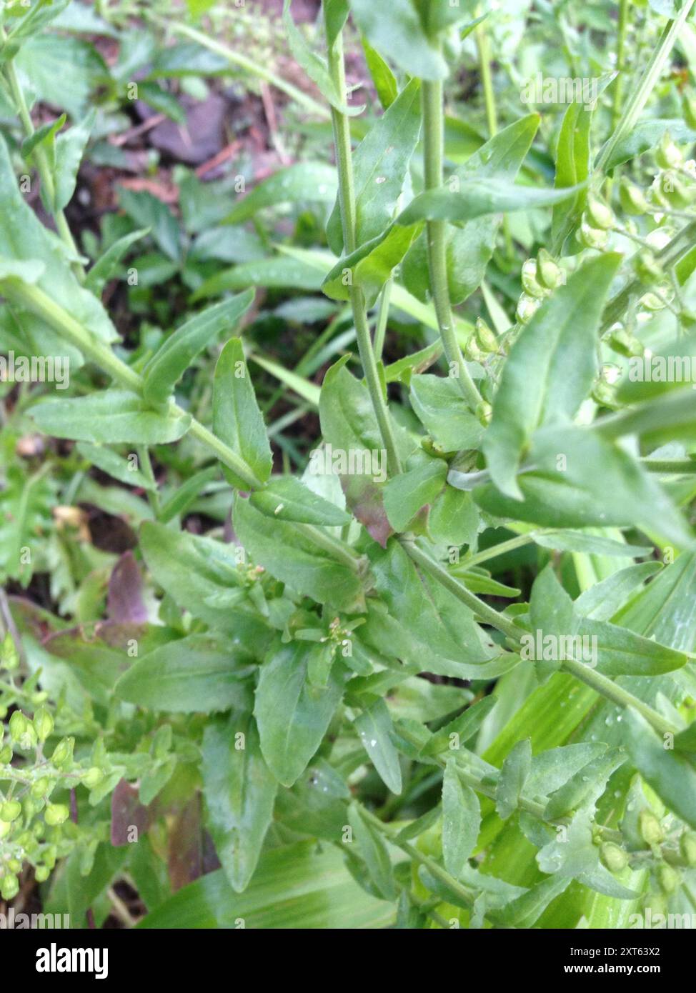 field peppergrass (Lepidium campestre) Plantae Stock Photo - Alamy