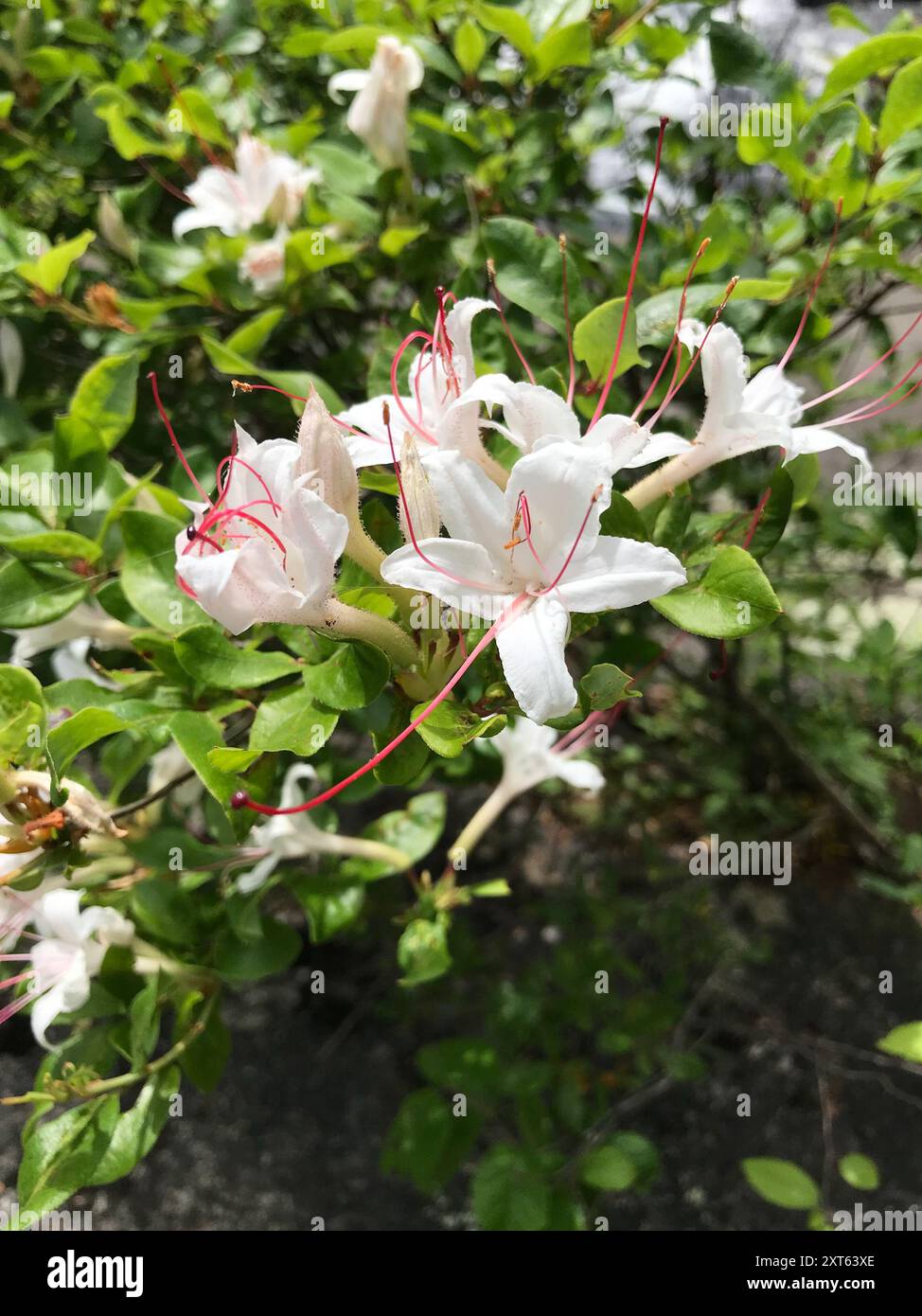 Pinxter Flower (Rhododendron periclymenoides) Plantae Stock Photo - Alamy