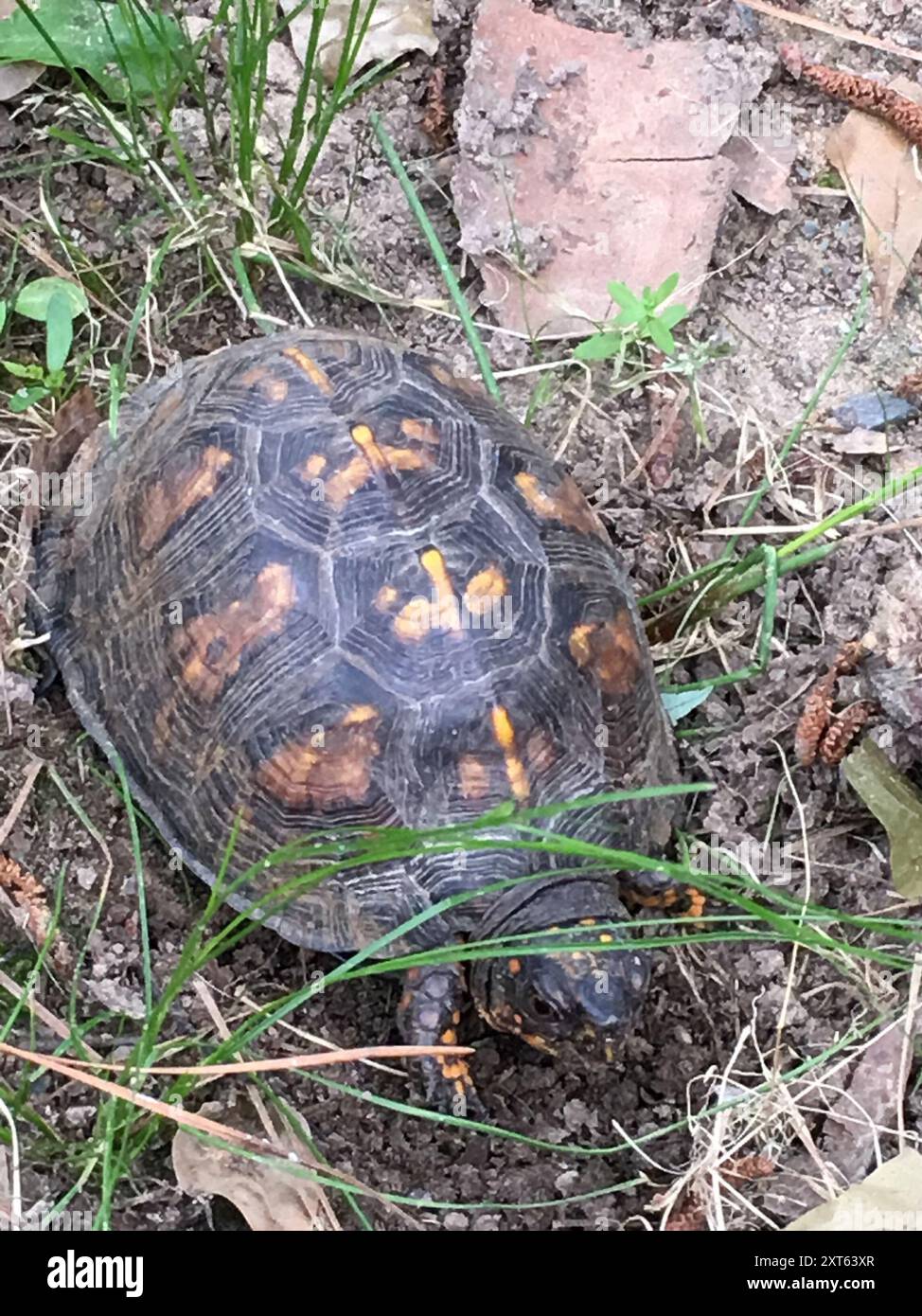 Eastern Box Turtle (Terrapene carolina carolina) Reptilia Stock Photo ...