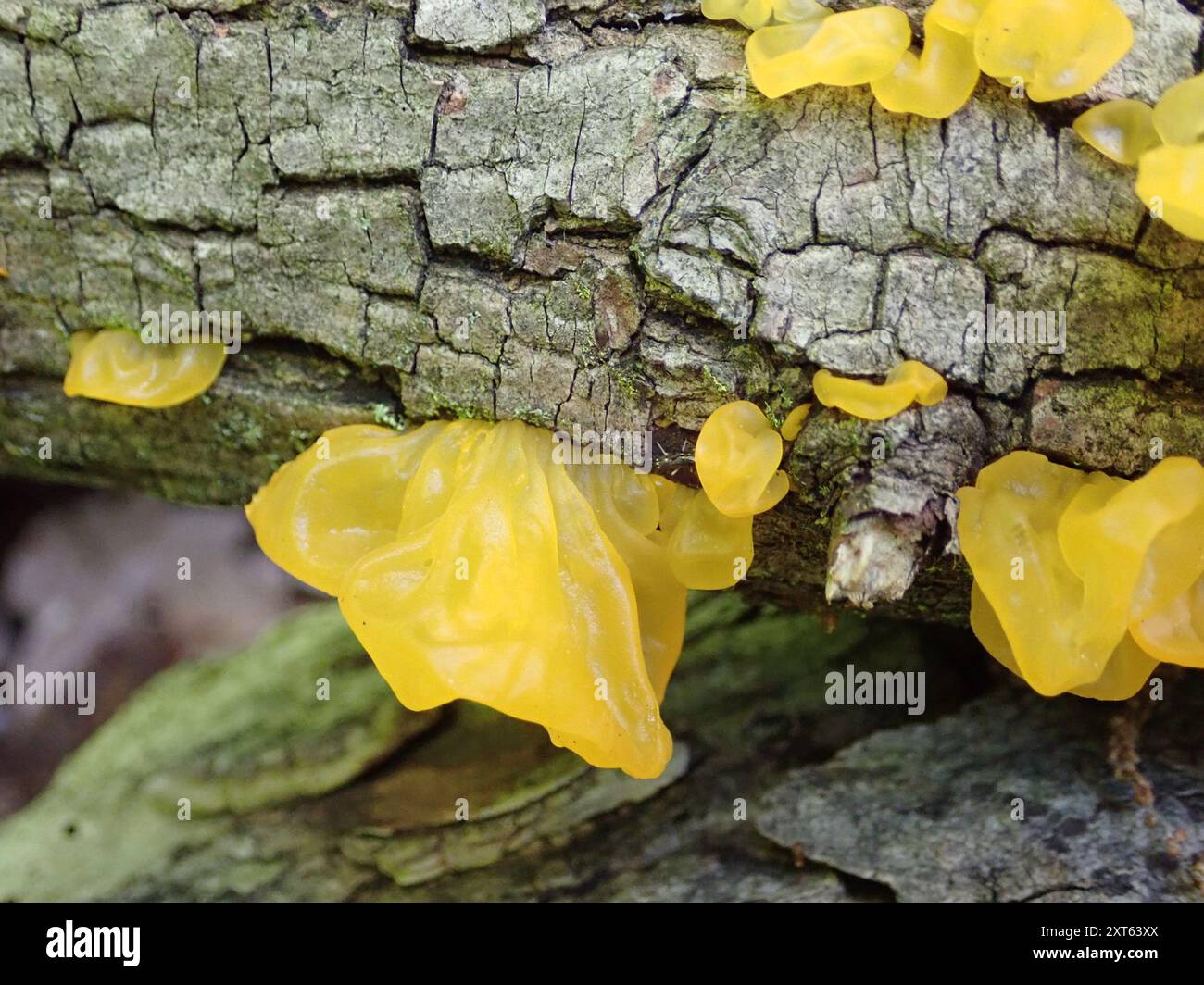witch's butter (Tremella mesenterica) Fungi Stock Photo - Alamy