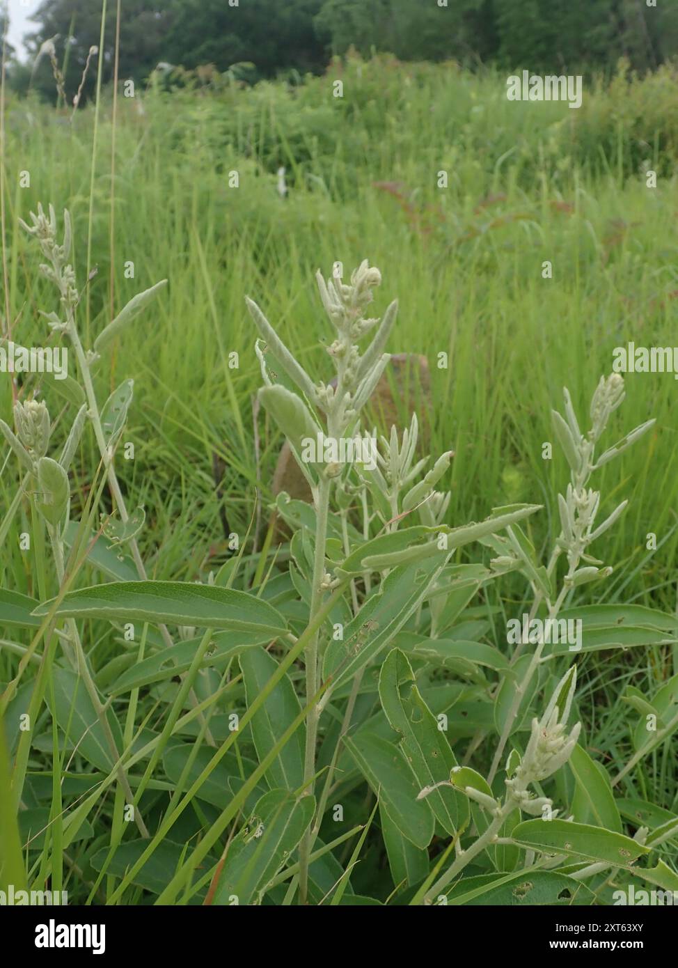 Narrow-leaved Screwtree (Helicteres angustifolia) Plantae Stock Photo ...