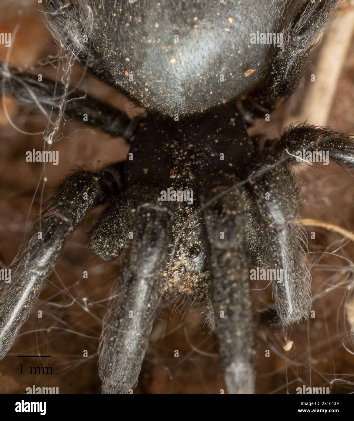 Spiders (Araneae) Arachnida Stock Photo - Alamy