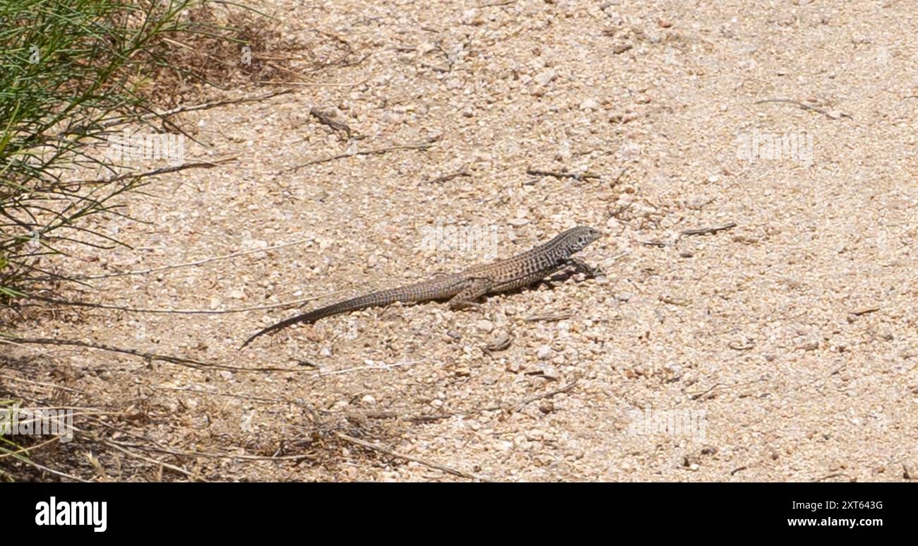 Western Whiptail (Aspidoscelis tigris) Reptilia Stock Photo - Alamy