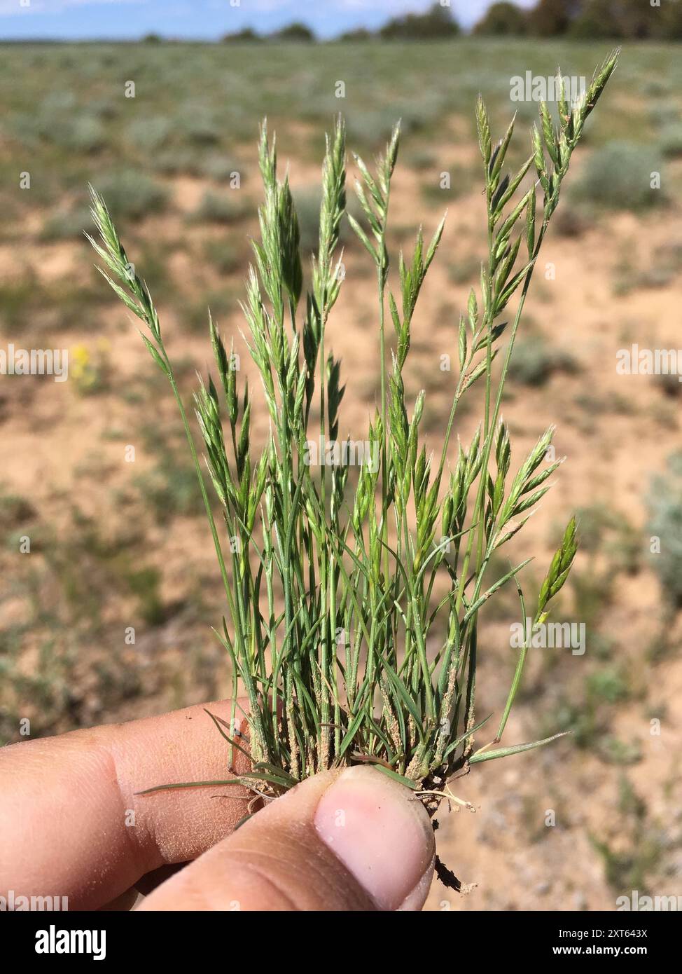 Sixweeks Fescue (Vulpia octoflora) Plantae Stock Photo - Alamy