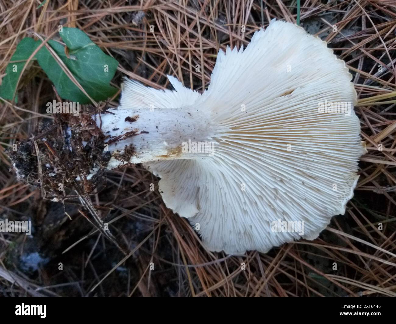 Funnels (Clitocybe) Fungi Stock Photo - Alamy