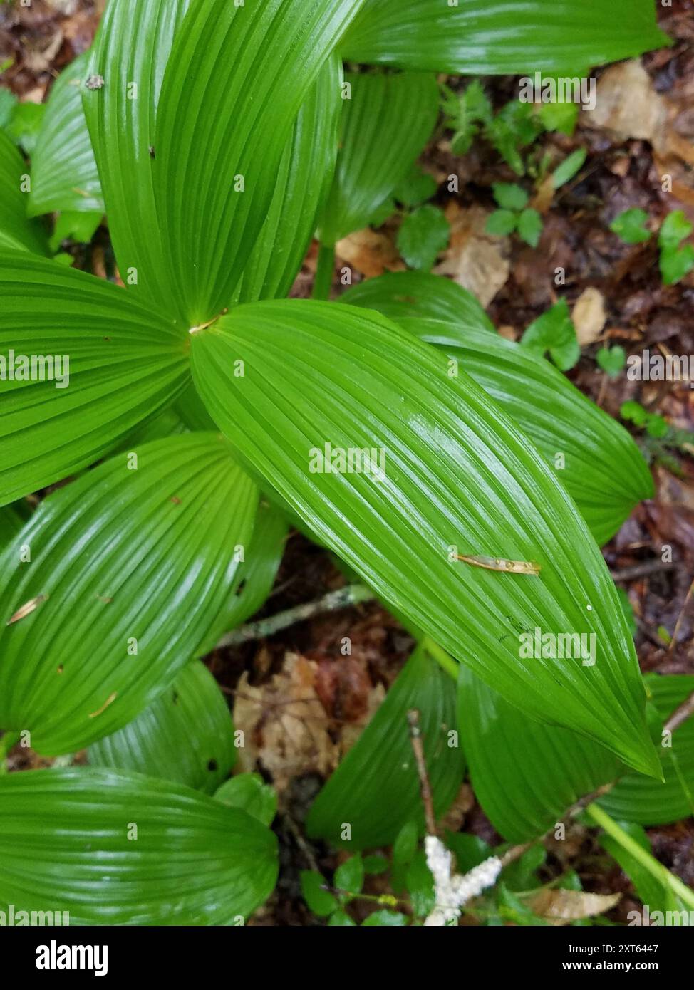 green false hellebore (Veratrum viride) Plantae Stock Photo - Alamy
